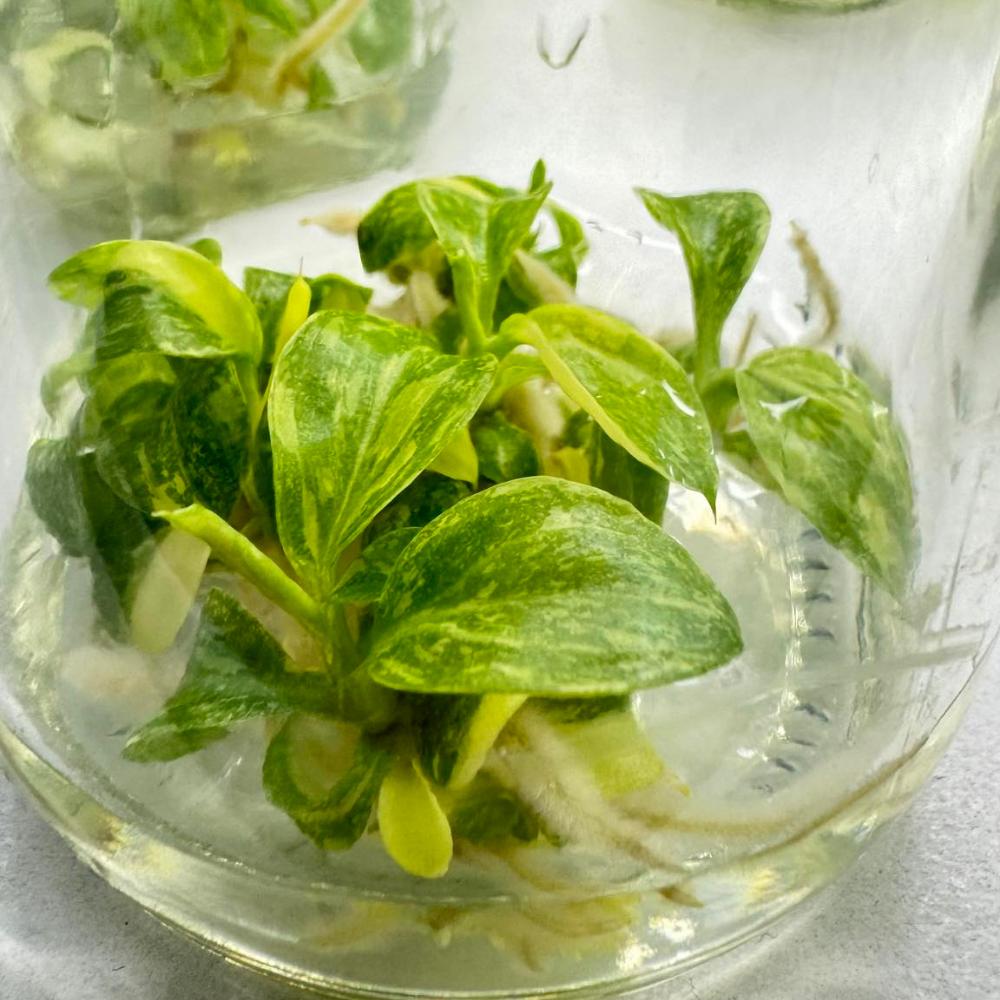 Tissue culture GK – MG Plants