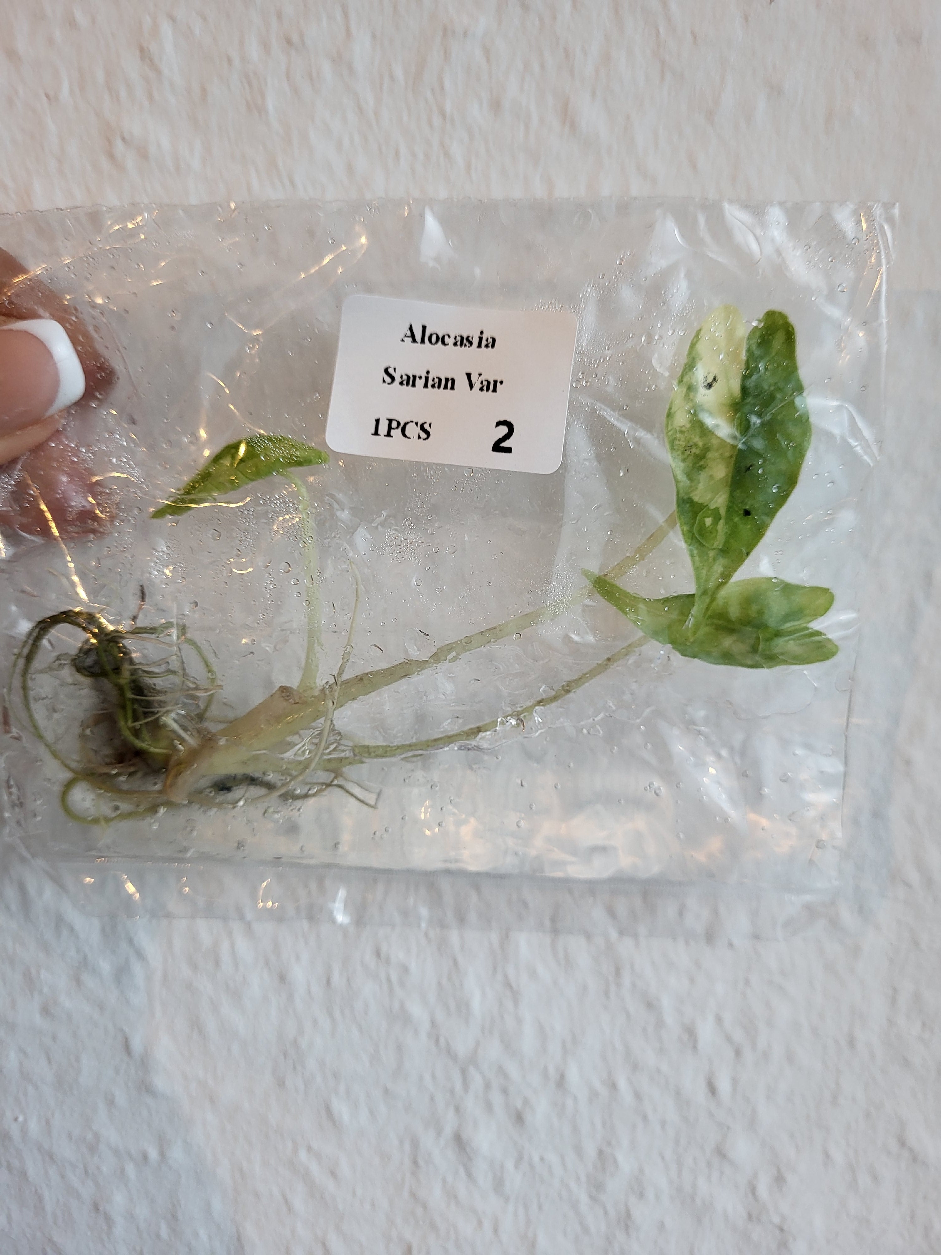 Alocasia Sarian Albo Variegata - Tissue Culture (TC) – MG Plants