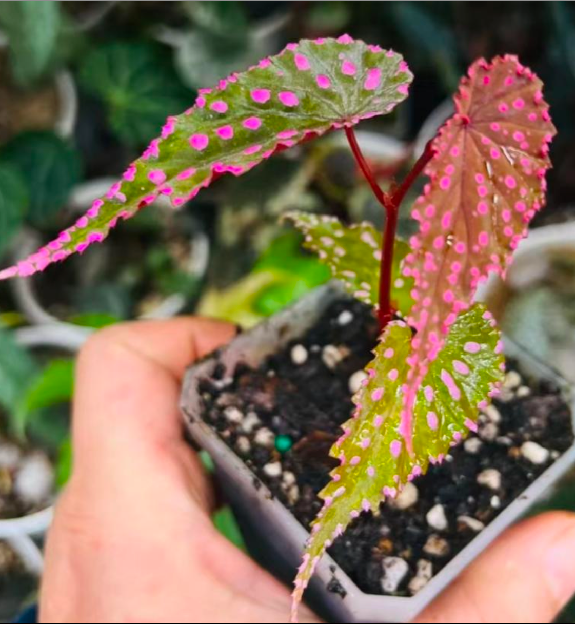 Begonia Sumatran spotted -TC - Tissue Culture – MG Plants