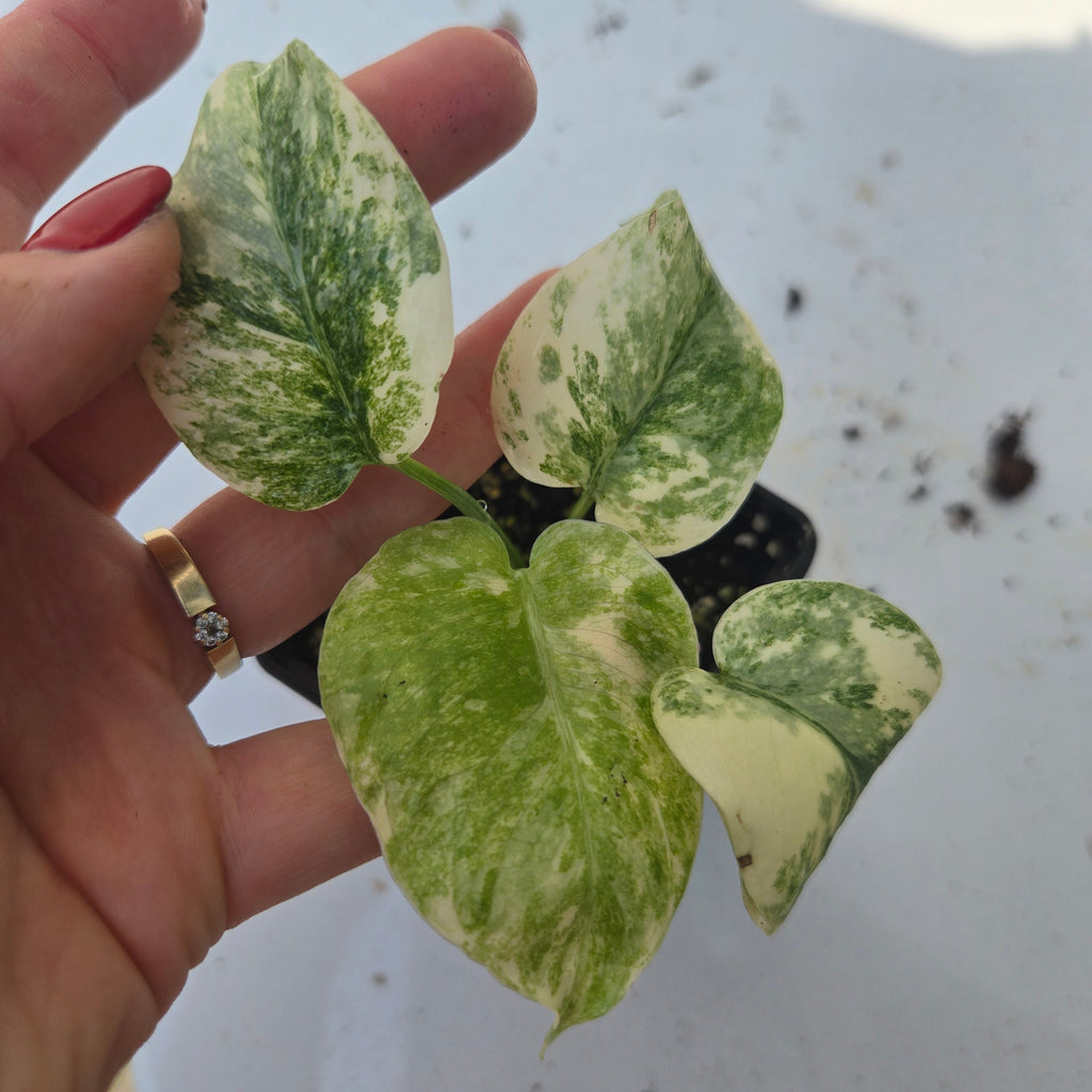 Monstera Legacy – MG Plants