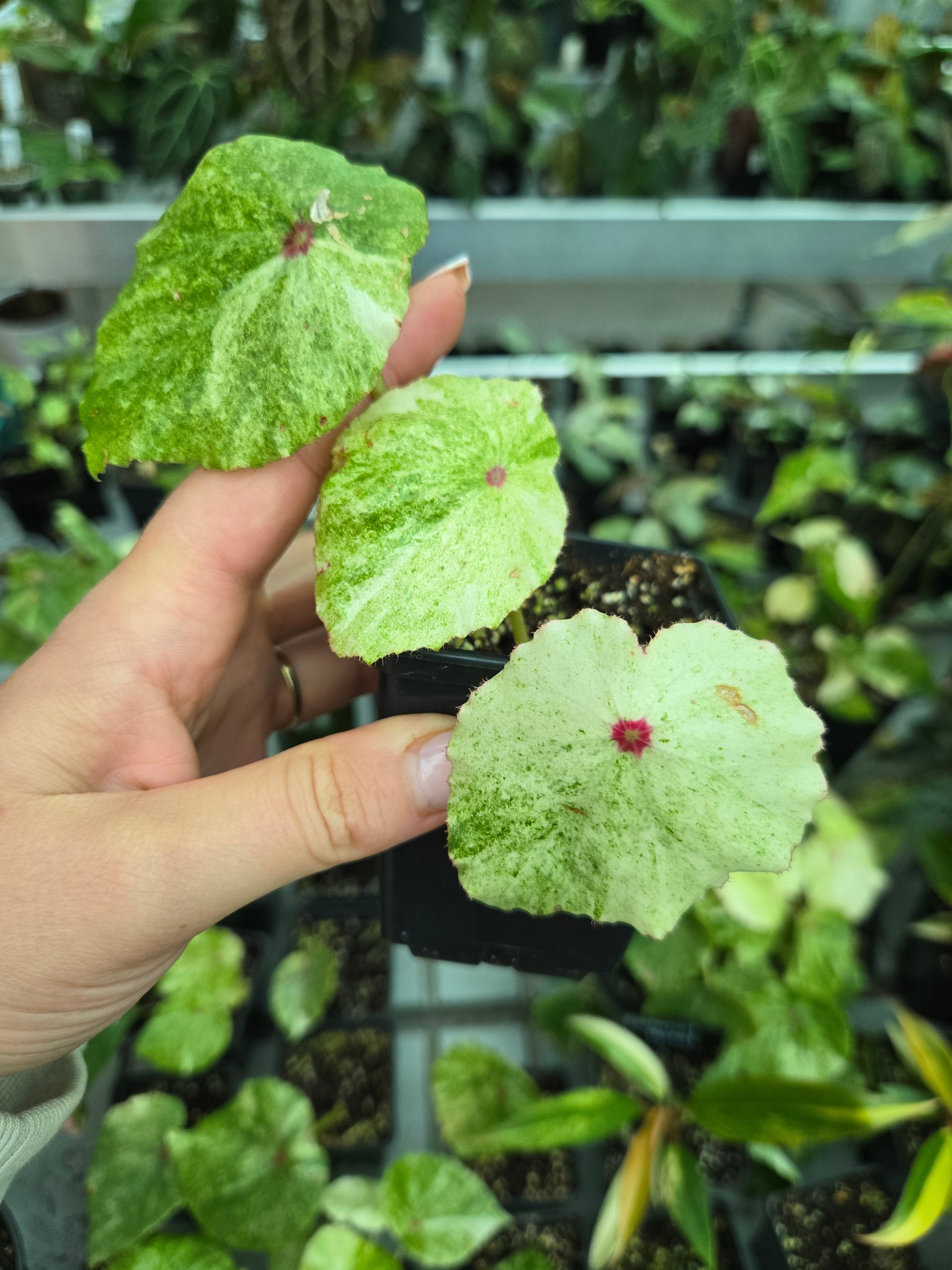Begonia Rouge Variegata – MG Plants