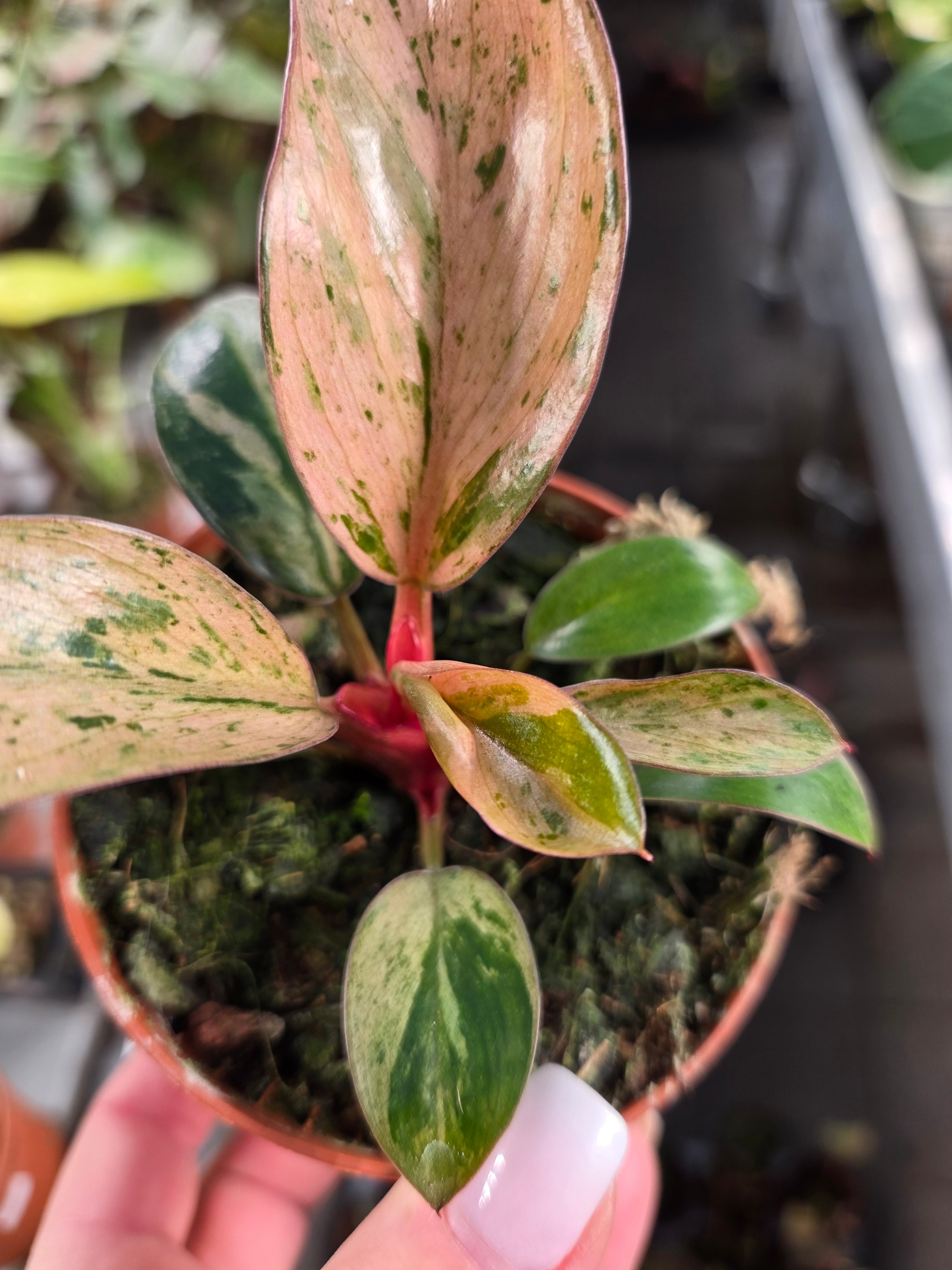 Philodendron red Congo darf mint – MG Plants