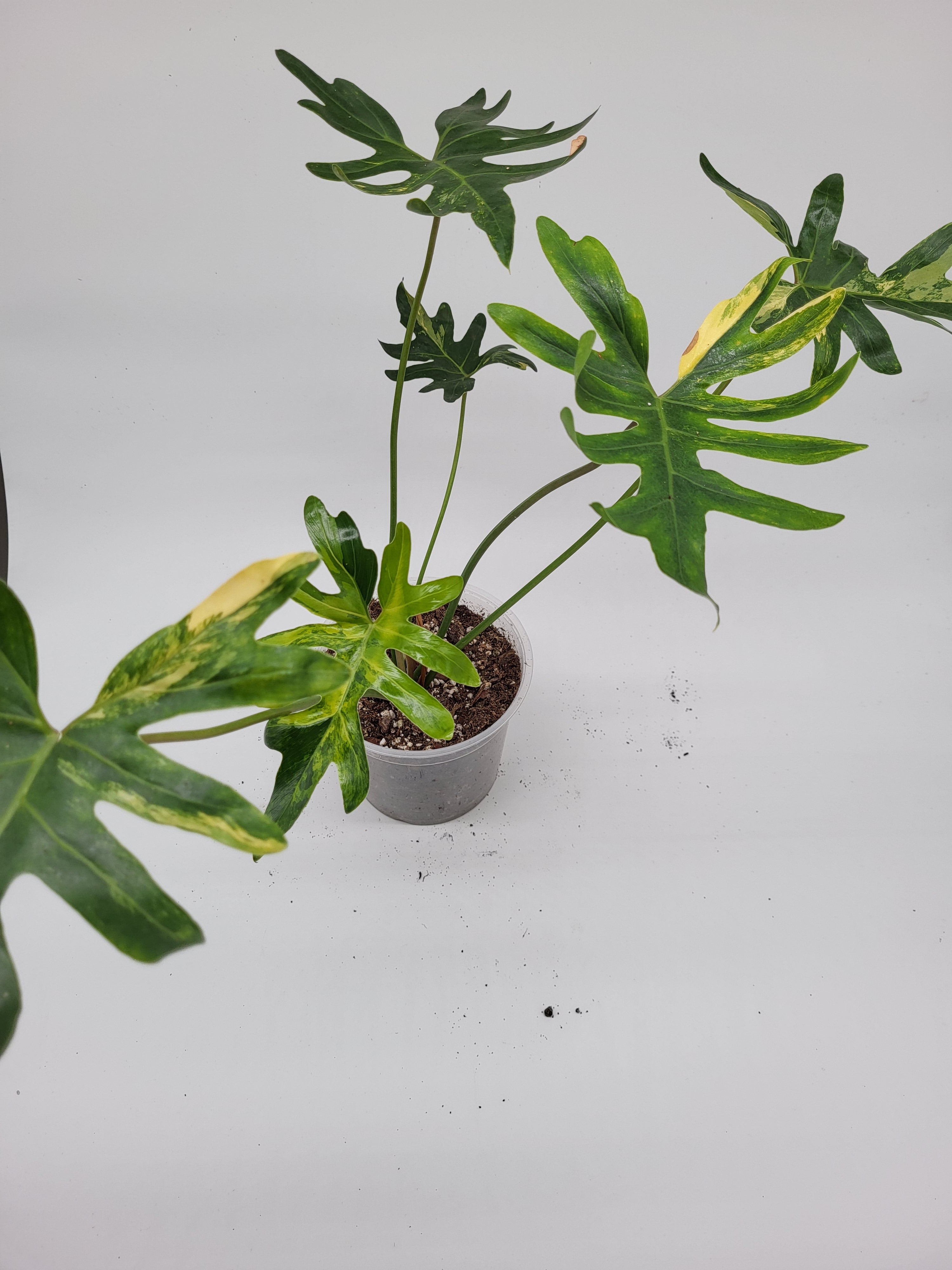 Thaumatophyllum Java Beauty Variegata – MG Plants