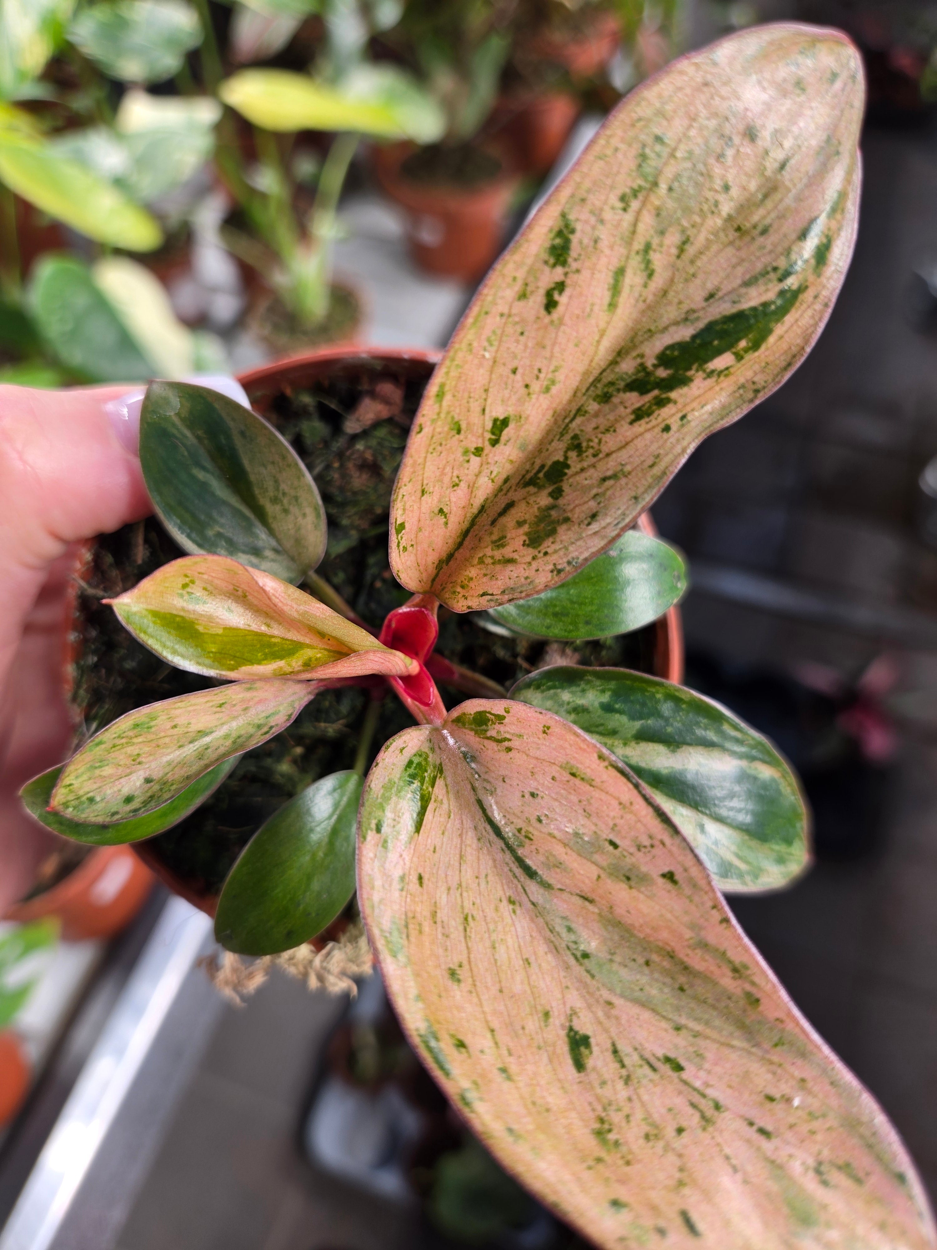 Philodendron red Congo darf mint – MG Plants