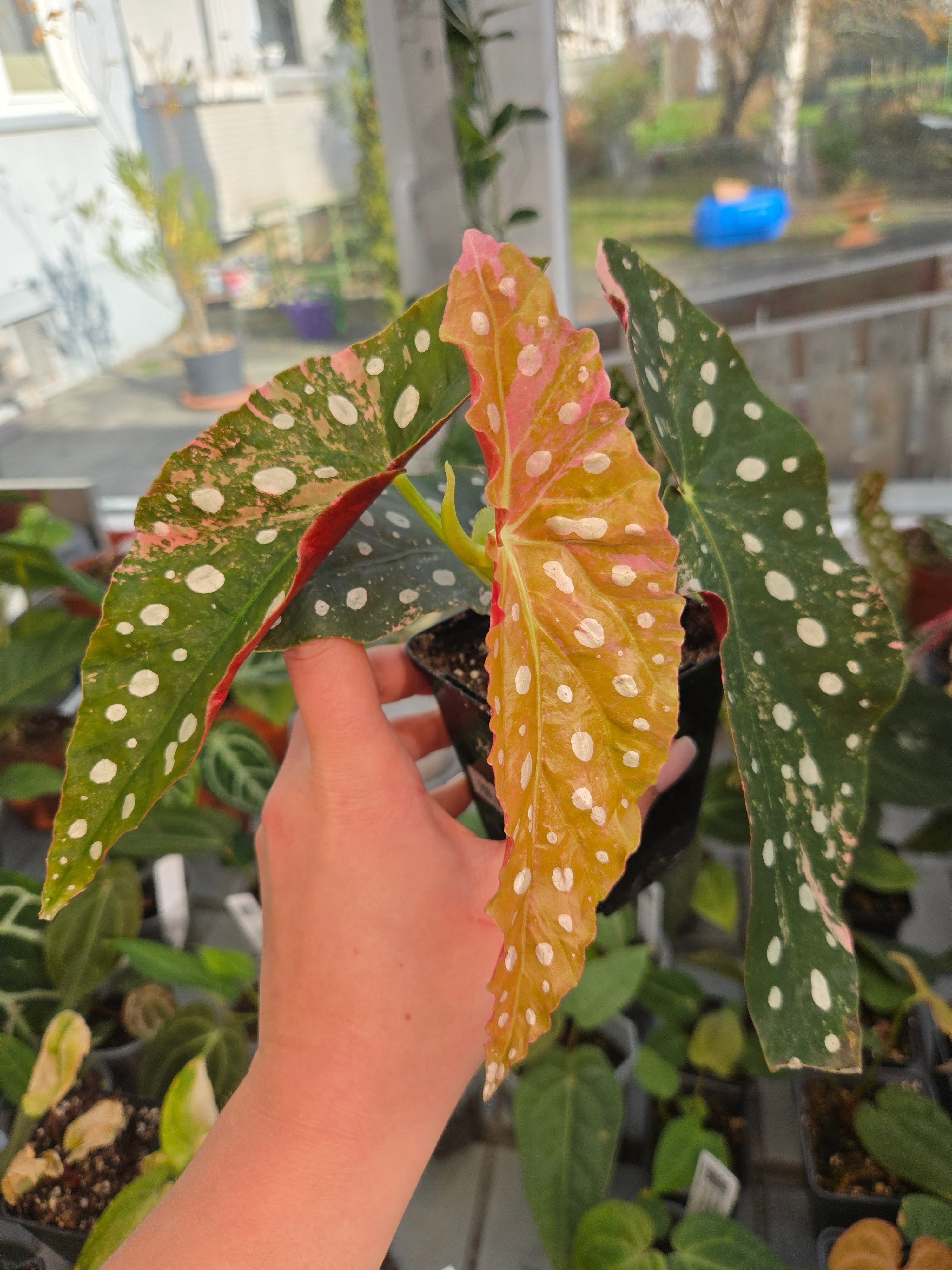 Begonia Maculata Pink A – MG Plants