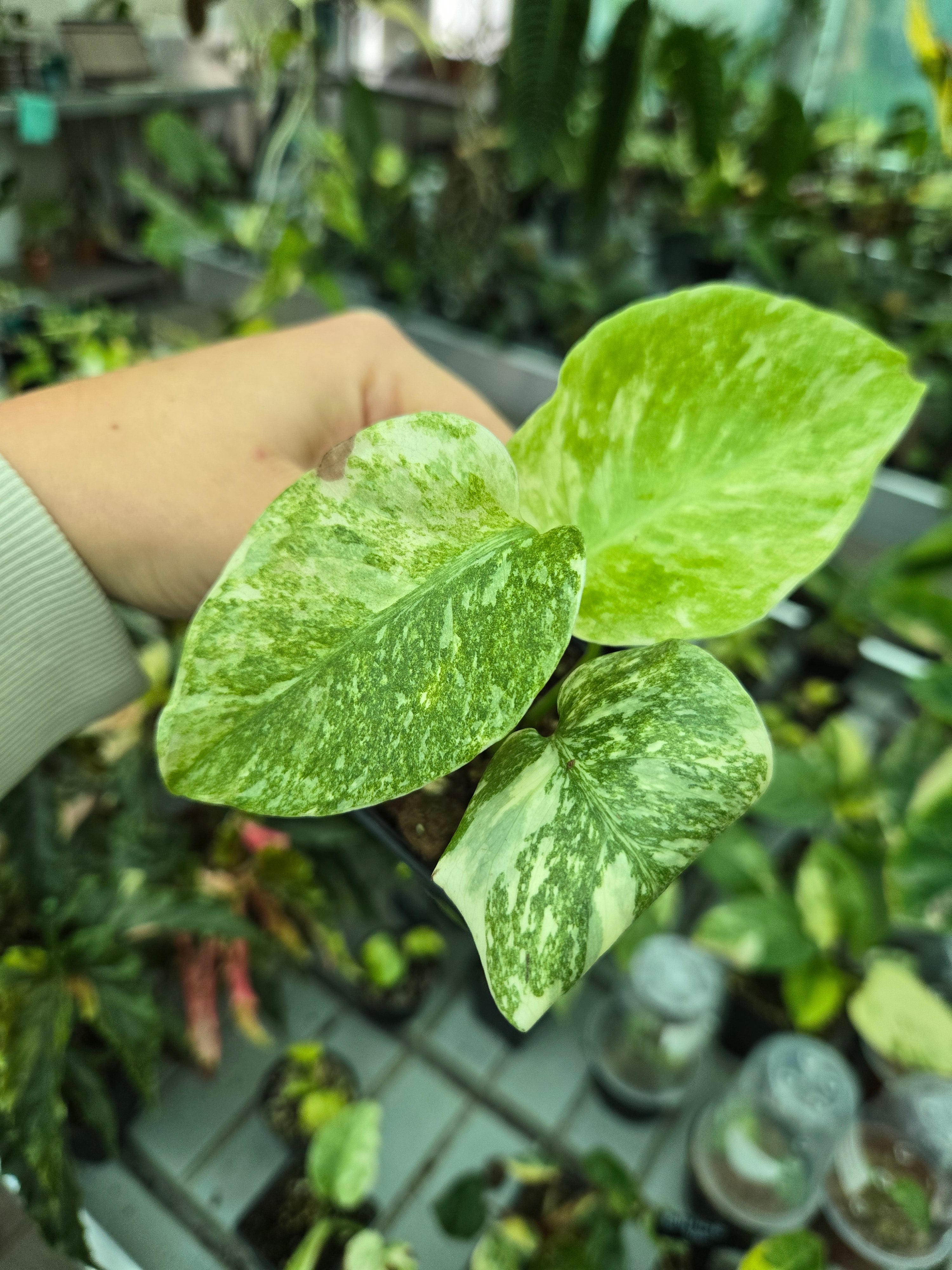 Monstera Legacy – MG Plants