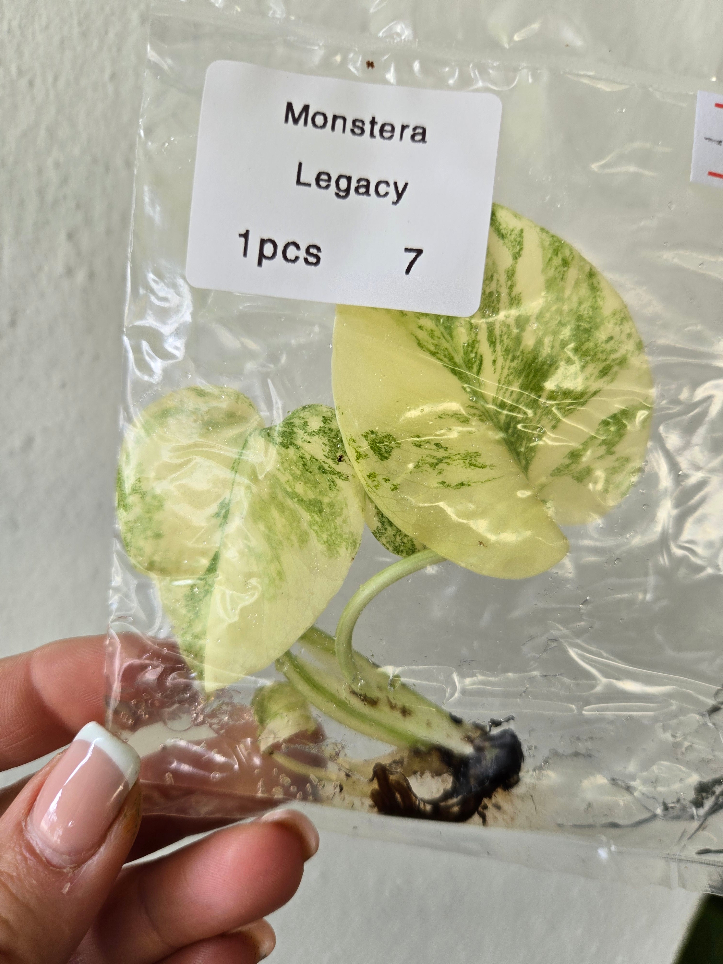 Monstera Legacy - TC – MG Plants